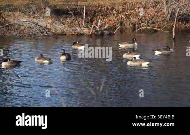 Canada Geese (Branta canadensis) are swimming in the Delaware and ...