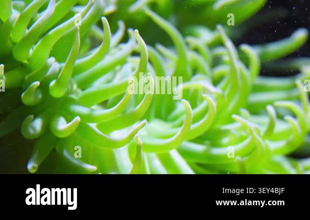 Close-up of a Giant Green Anemone (Anthopleura xanthogrammica ...