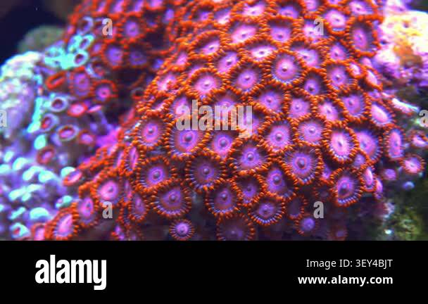 Orange cup coral (Tubastraea coccinea), a bright, nonreef-building ...