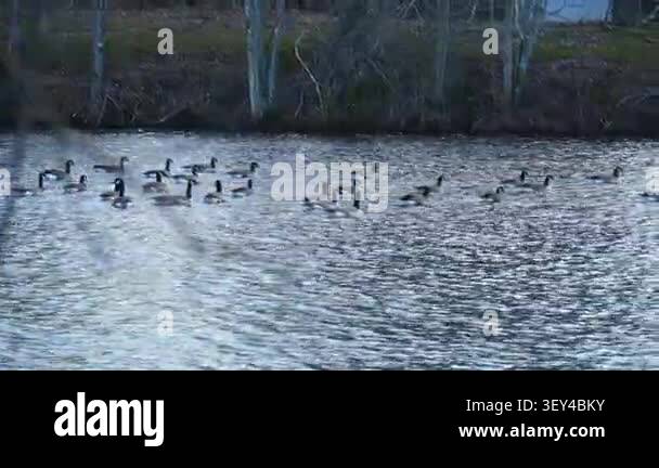 Canada Geese (Branta canadensis) are swimming in the Delaware and ...