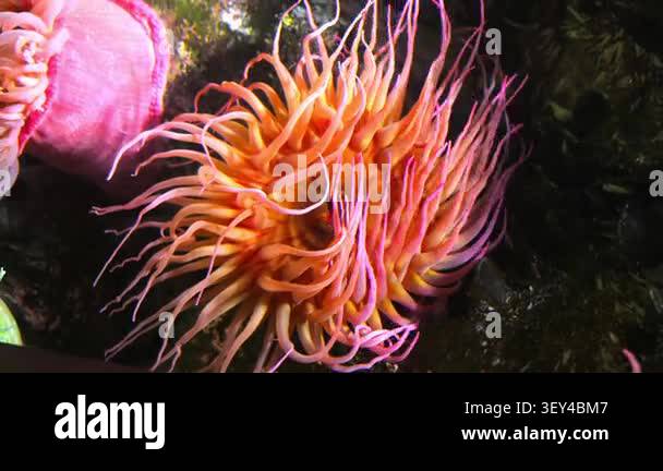 Macro shot of a colorful Fish-eating anemone (Urticina piscivora) with ...
