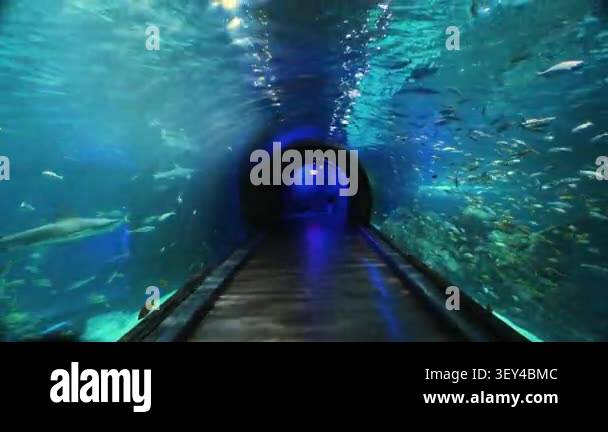 A glass underwater viewing tunnel for observing the marine environment ...