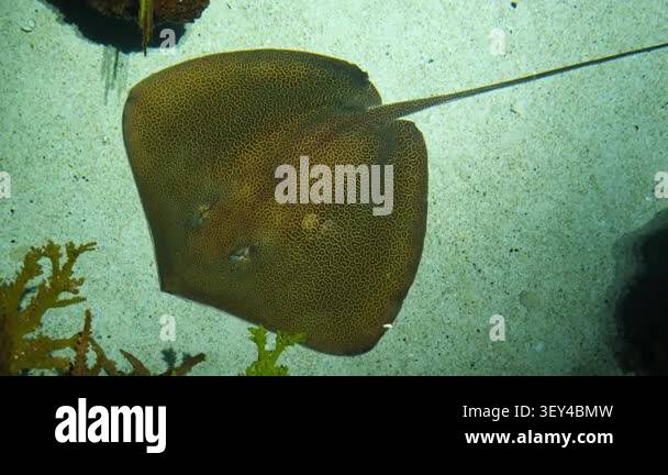 The animal is a honeycomb whipray (Himantura undulata), recognizable by ...