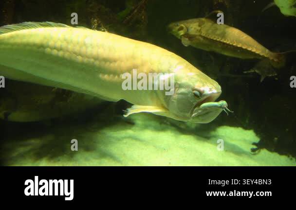 Silver Arowana (Osteoglossum bicirrhosum): A large, freshwater fish ...