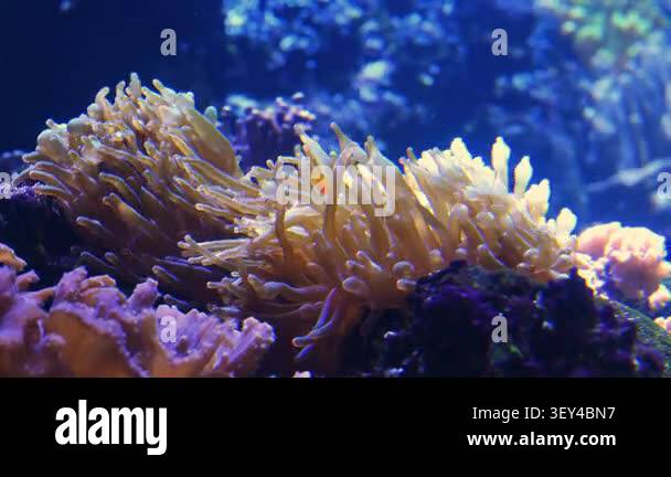 A Tomato Clownfish (Amphiprion frenatus) nestled within a sea anemone ...