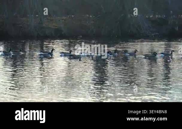 Canada Geese (Branta canadensis) are swimming in the Delaware and ...