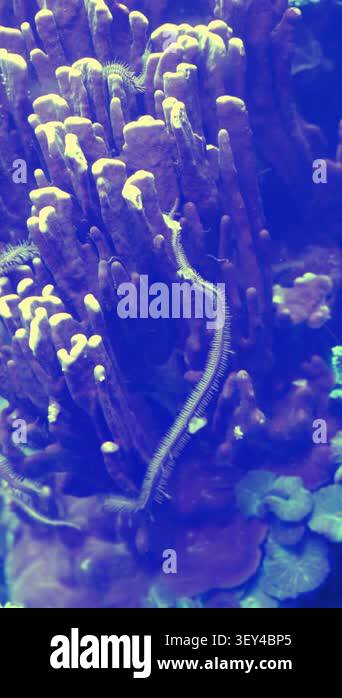 The arm of a green brittle star extending its spiny appendage from ...