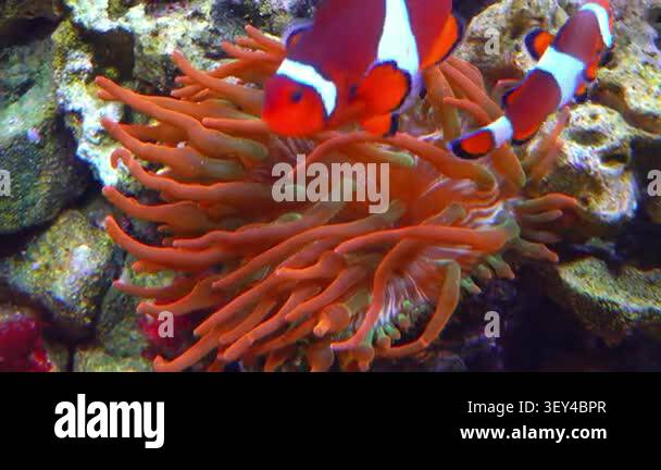 Orange clownfish (or Percula clownfish, Amphiprion percula ...