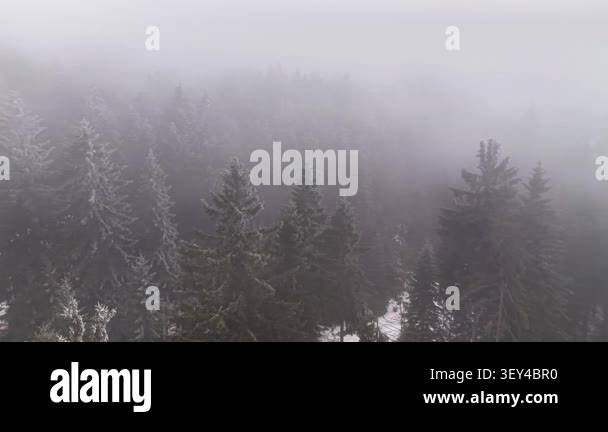 Foggy winter evergreen canopy drone glide, through dense haze above ...