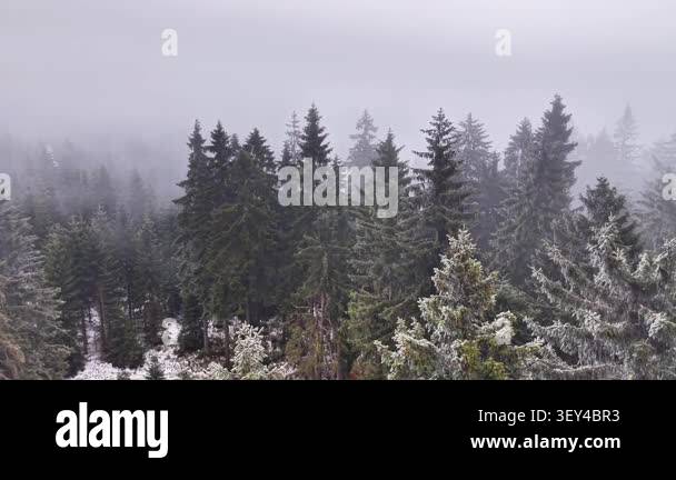 Misty frosted conifer forest cinematic drone view, slow aerial sweep ...