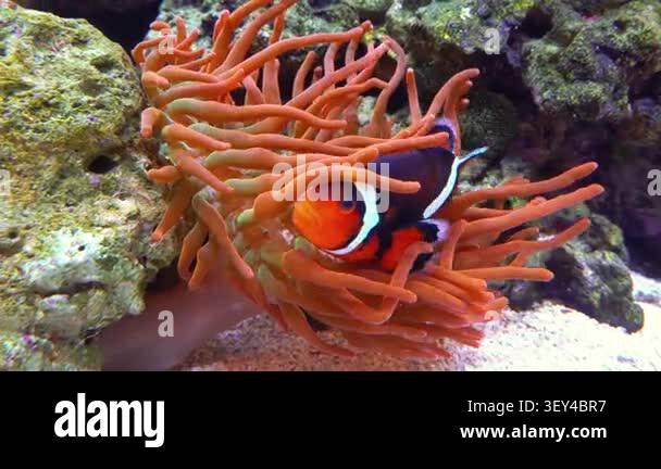 Orange clownfish (or Percula clownfish, Amphiprion percula ...