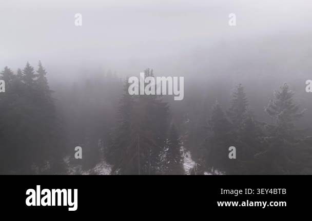 Aerial mistfilled valley with pines, drone operator captures low clouds ...