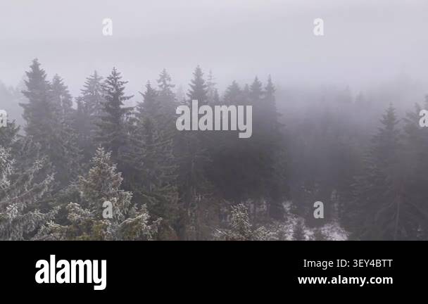 Aerial foggy pine forest at dawn, drone pilot surveys frosted canopy ...
