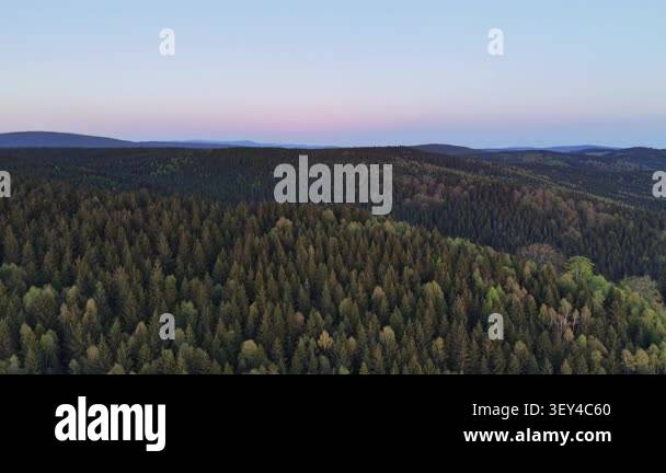 Aerial conifer forest twilight pastel sky, dense evergreen canopy ...