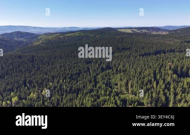 Midday over dense pine plateau, drone cruises above endless conifer ...