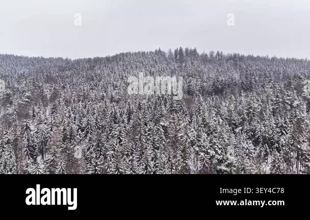 Snow covered conifer canopy aerial, dense fir and spruce crowns heavy ...