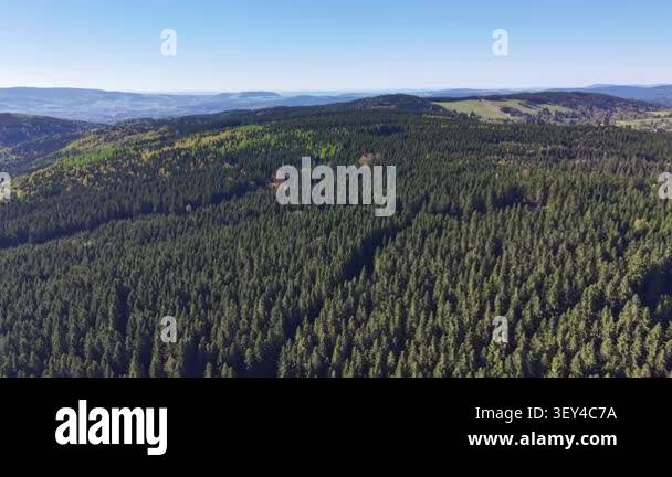 Aerial canopy view of sunlit forest slopes vibrant spring greens ...