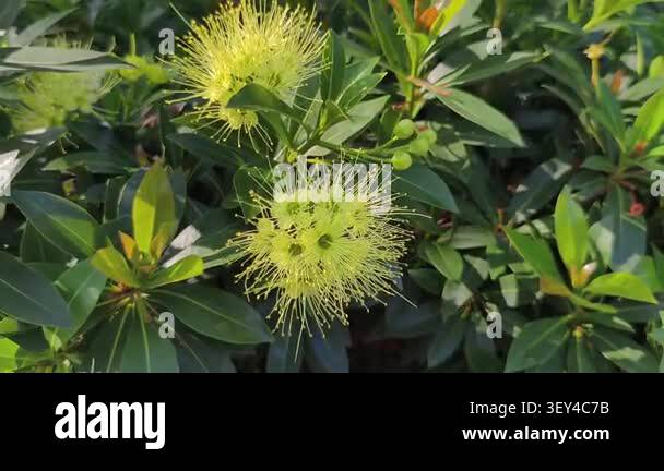 Real time video 4k footage. Yellow Xanthostemon flowers bloom in the ...