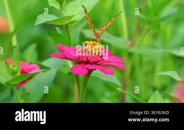 A close-up shot of a detailed orange butterfly with black spots perched ...