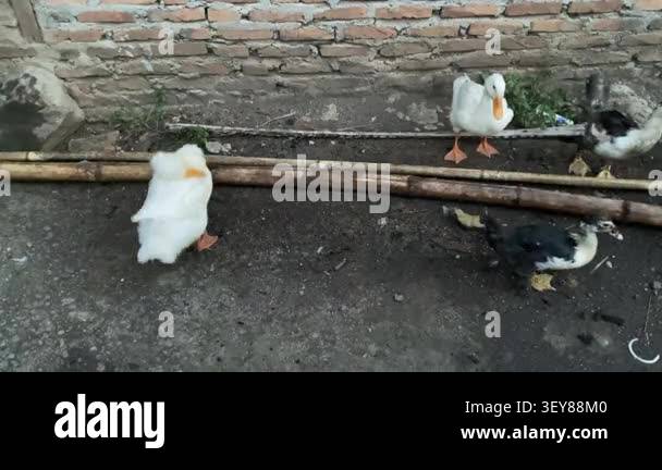 Several ducks walk around a muddy area near a brick wall. One white ...