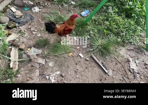 A rooster stands in a grassy area with a duck nearby, surrounded by ...