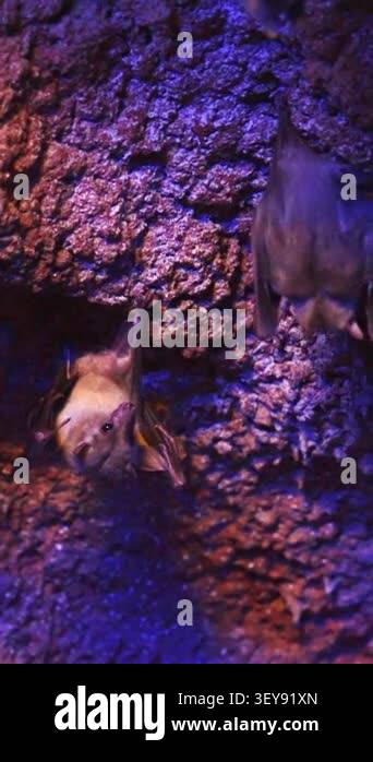 Small colony of bats resting upside down inside a rocky cave with dim ...