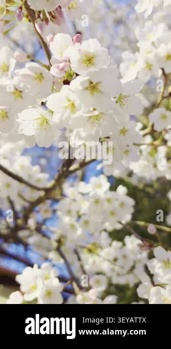 Sakura flower blossoms, symbol of love, beauty and new beginnings ...