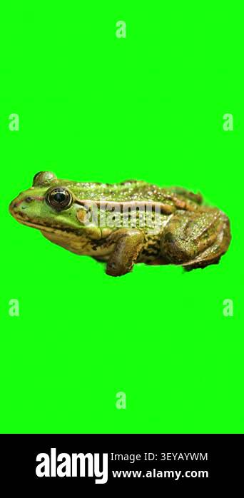 Green frog sitting still on a chroma key green screen background Stock ...