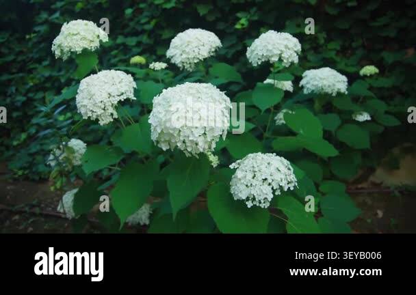 Closeup of a splendid white hydrangea plant, symbol of love, with its ...