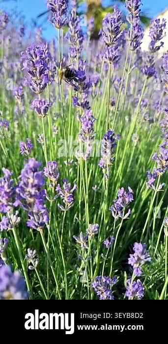 Lavender The magic of blooming lavender fields Stock Video Footage - Alamy