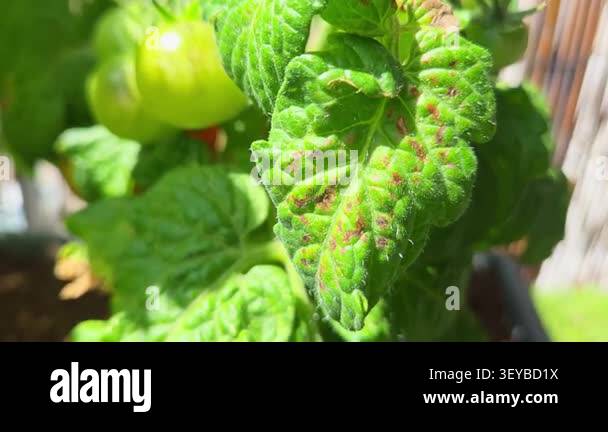 Green tomato plant with vibrant leaves showing progression from foliage ...