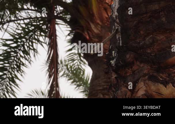 Close-Up of Palm Tree Trunk with Natural Texture and Tropical Foliage ...