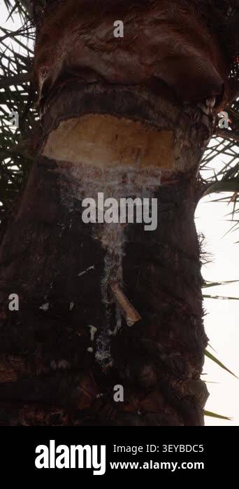 Close-Up of Palm Tree Trunk with Fibrous Natural Texture Stock Video ...