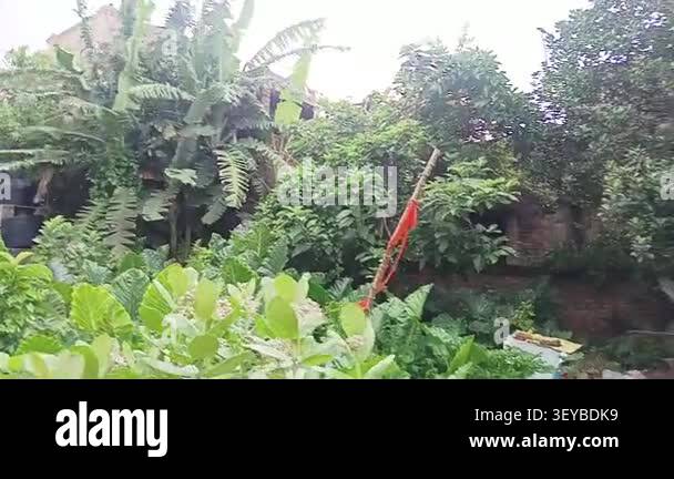 Saturday, 27 June 2026, in Howrah, West Bengal, India.Lush green banana ...