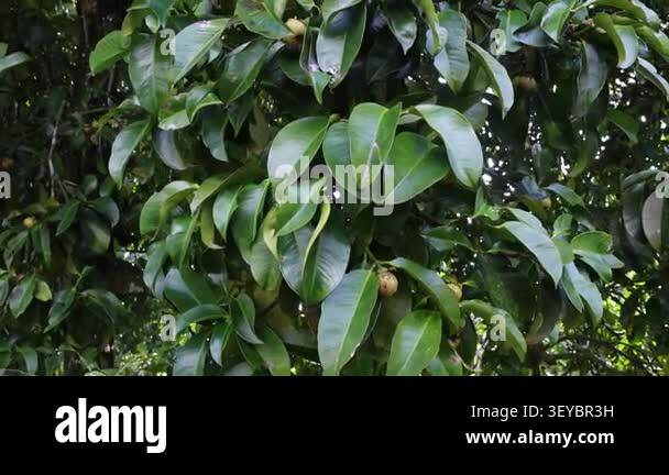 Unripe mangosteen on the tree. The unripe (green) version features a ...