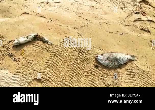 Stranded dead fish resting upon sandy beach terrain near the shoreline ...