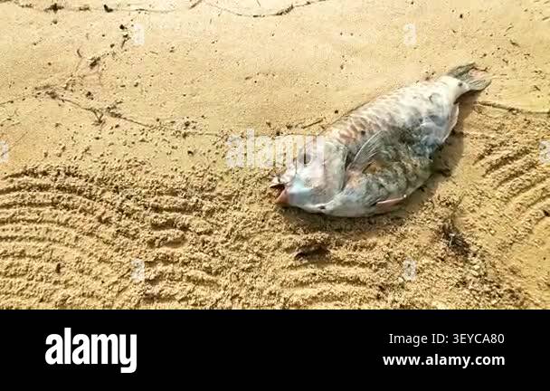 Stranded dead fish resting upon sandy beach terrain near the shoreline ...