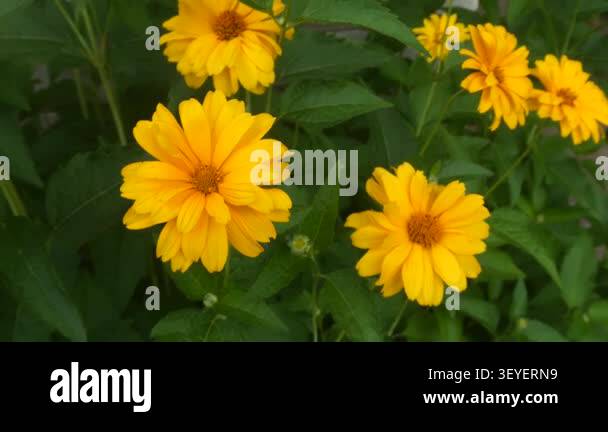 Static close-up shot of vibrant yellow false sunflower daisies swaying ...