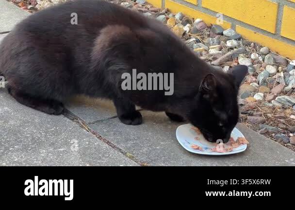 Black Cat Eating Fish Outdoors Stock Video Footage - Alamy