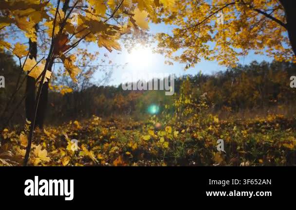 Close up of golden maple leaves on tree branches gently sways on the ...