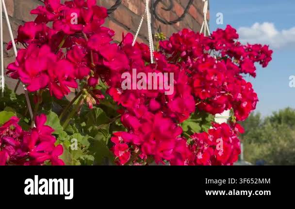 pelargonium, geranium, pink flowers, unusual exclusive angle, high ...