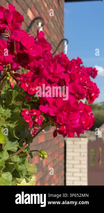 pelargonium, geranium, pink flowers, unusual exclusive perspective ...