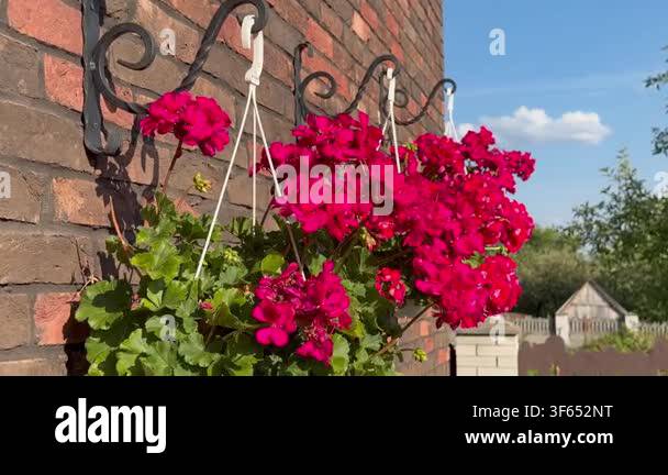 pelargonium, geranium, pink flowers, unusual exclusive perspective ...