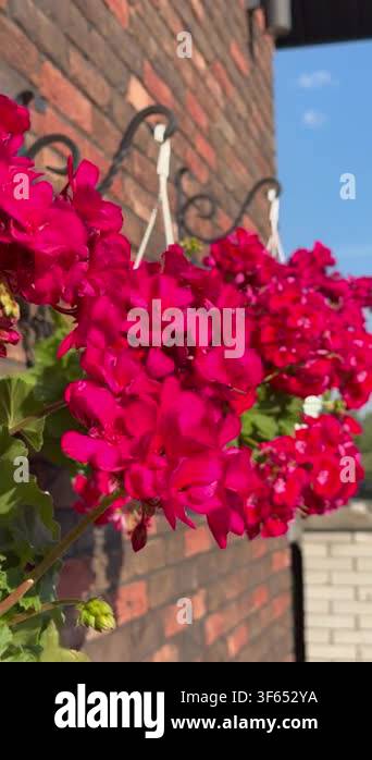 pelargonium, geranium, pink flowers, unusual exclusive perspective ...