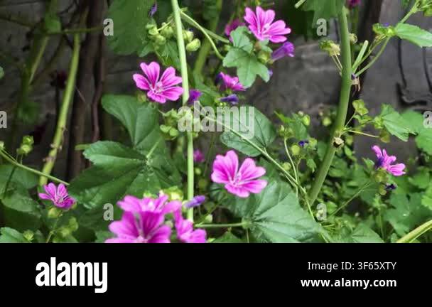 Close up footage shows vibrant pink wildflowers with dark veins ...