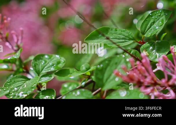 Pink lilac blossoms and green leaves covered with rain droplets glow in ...