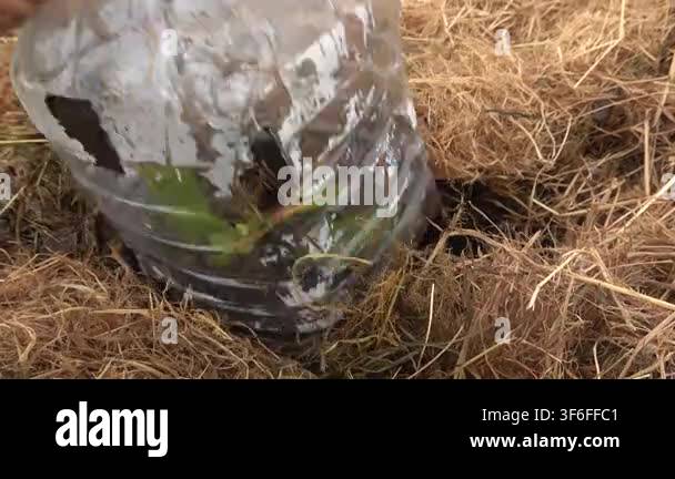 Man uncovers a young seedling, showing how a diy cloche made from a ...