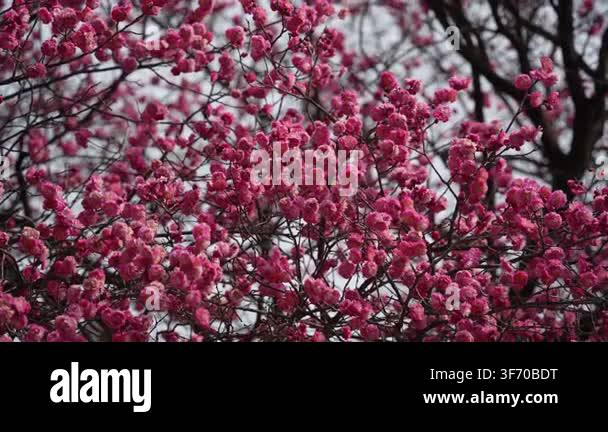 beautiful botanical shot, natural wallpaper Stock Video Footage - Alamy