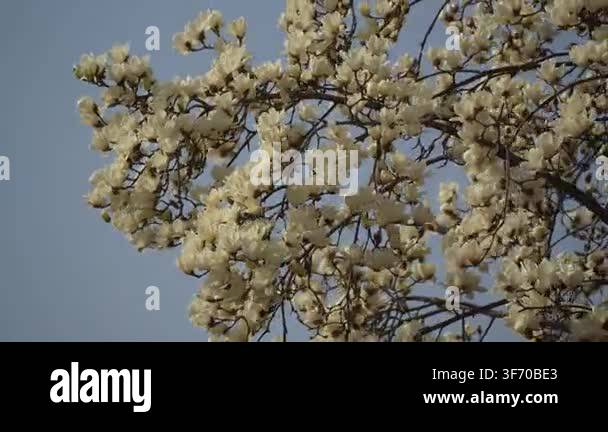 beautiful botanical shot, natural wallpaper Stock Video Footage - Alamy