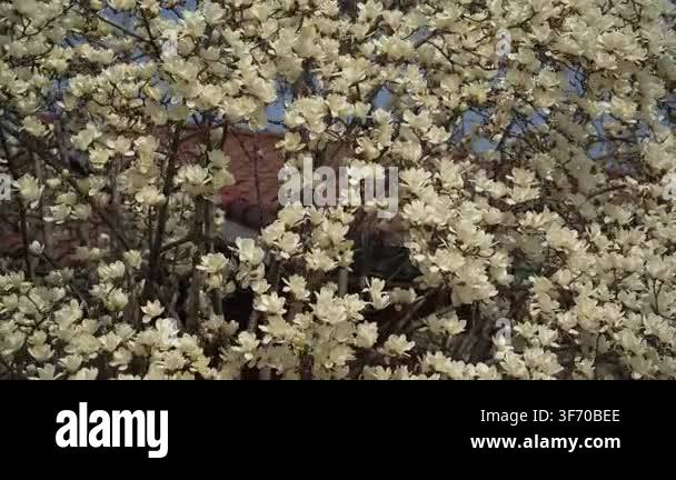 beautiful botanical shot, natural wallpaper Stock Video Footage - Alamy
